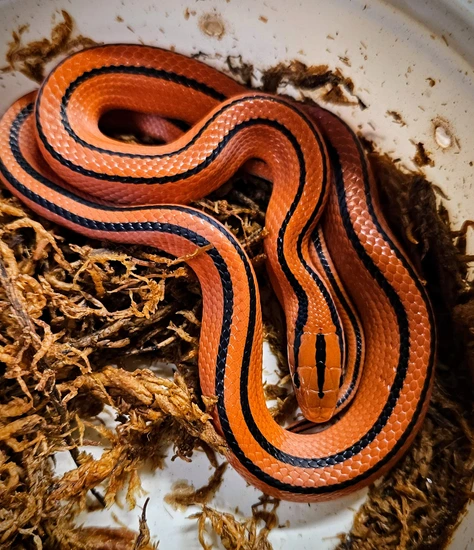 Thai Bamboo (O.p. Coxi) Male Bamboo Rat Snake by Bryan Cole Reptiles