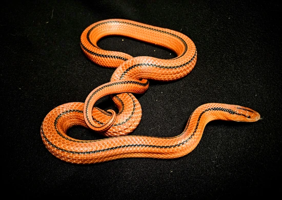 2025 Coxi Bamboo Rat Snake by Bryan Cole Reptiles