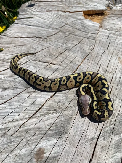Super Pastel 100 Percent Het Clown Ball Python by Oregon Coast Pythons