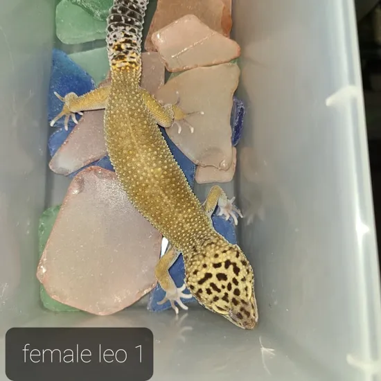 Leopard Gecko by Cold Blooded Playthings