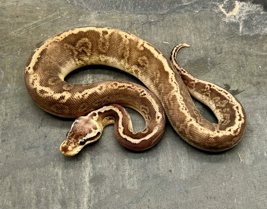 Pewter Tango Ball Python by Thomas Reptiles