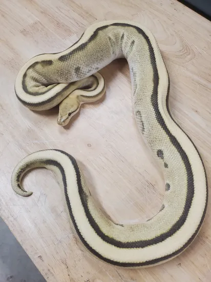 Enhancer G Stripe Het Clown Ball Python by Tom Harbin Reptiles