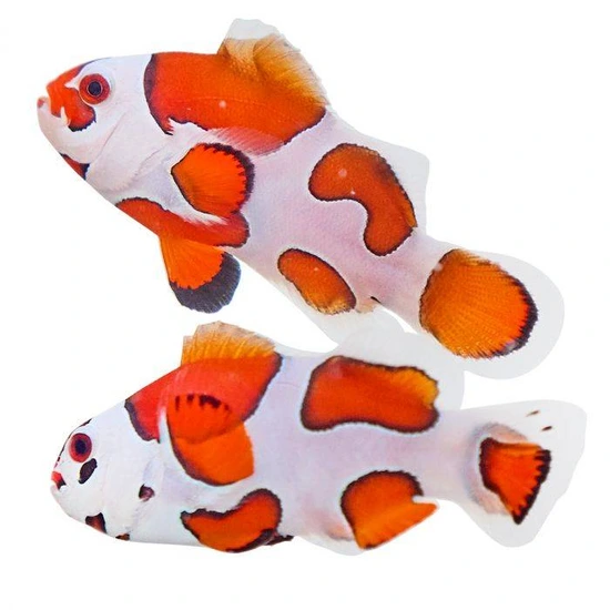 2-Pack Orange Storm Ocellaris Clownfish Live Captive Bred Saltwater ...