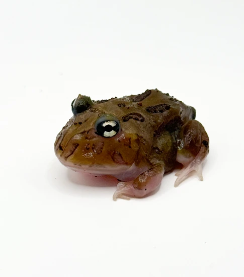 Translucent Pink And Green Pacman Frog by Thunder Reef Aquatics LLC