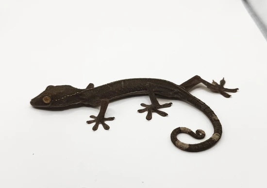 White Lined Gecko – Adult (~6–7") (Gecko Vittatus) WYSIWYG More Gecko ...