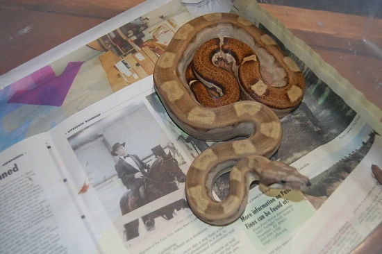Motley 100% Het Blood And Albino Boa Constrictor by Boa Pride