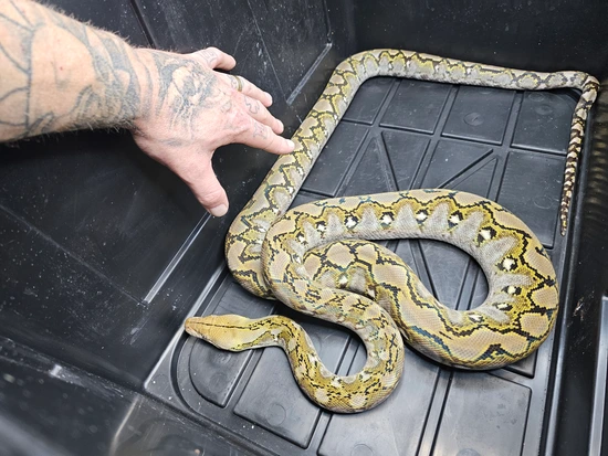 Dwarf Anery 66% Albino Reticulated Python by Tice Reptiles