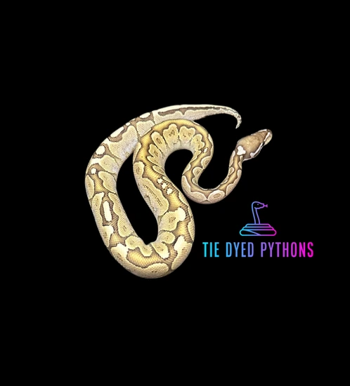 Bamboo Pos Het Ball Python by Tie Dyed Pythons