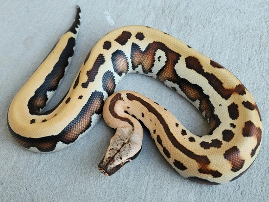 Goldeneye Het T+ Albino Blood Python by Tierra de Morelia