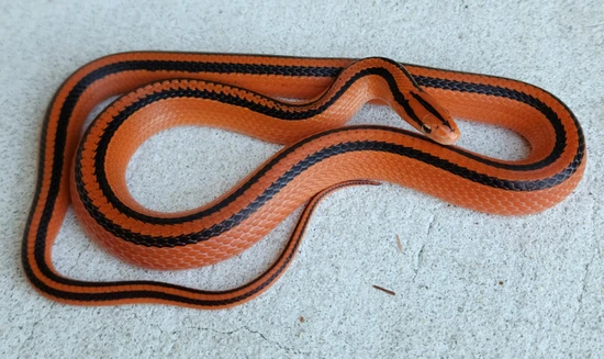 Coxi Bamboo Rat Snake by Tierra de Morelia