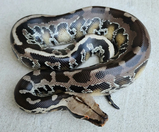 Chrome-head Sumatran Short-Tailed Python by Tierra de Morelia