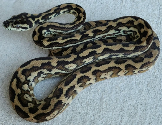 Darwin Darwin Carpet Python by Tierra de Morelia