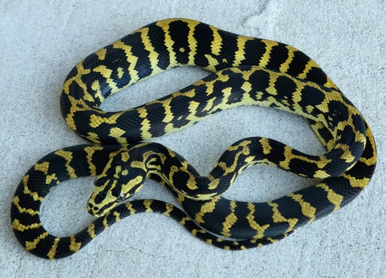 Jungle Jungle Carpet Python by Tierra de Morelia