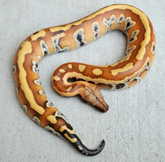 Marter Line Blood Python by Tierra de Morelia