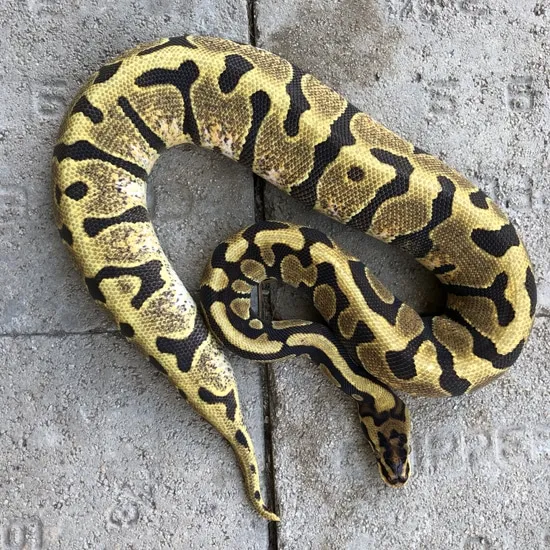 Enchi Spotnose Ball Python by Sacred Reptiles