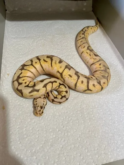 Killer Fire Bee Het Pied Ball Python by Tiffany Pythons