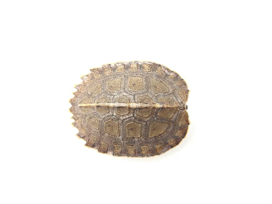 Giant Leaf Turtle More Turtle by Tikisgeckos