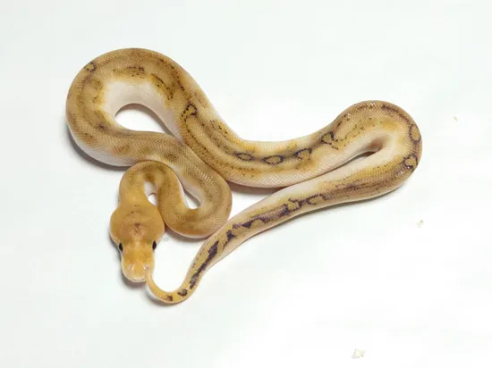 Champagne Clown Ball Python by The Collectors Reptiles