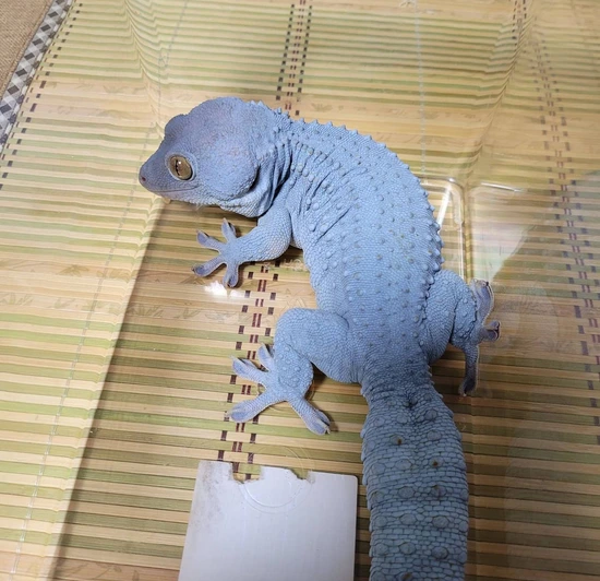 Powder Blue Tokay Gecko by TimelessMorphs