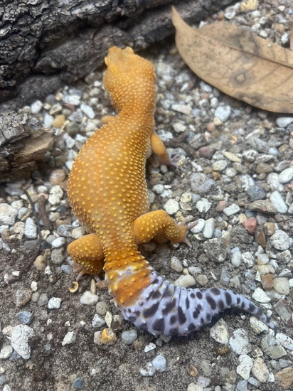 OG Tangerine Leopard Gecko by Nealon Reptiles