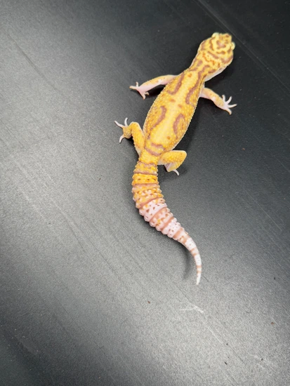 Blood Bell Inferno Cross Tangerine Leopard Gecko by Nealon Reptiles