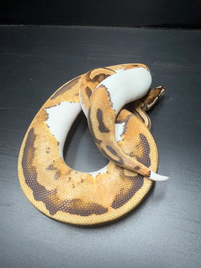 Male Piebald Ball Python by Nealon Reptiles