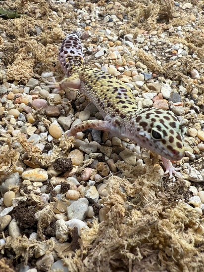 Normal Leopard Gecko Het Rainwater, Het BAE by Nealon Reptiles