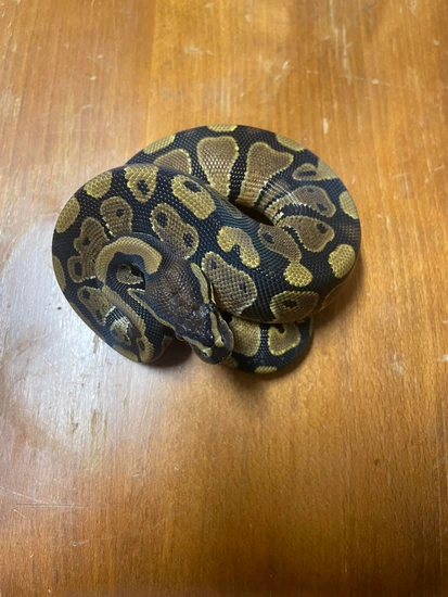 Asphalt 100% Het Pied Ball Python by Reptiles on the Ridge