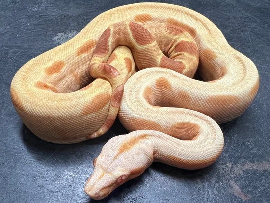 Purple Sharp Albino Junglow 66% Het Leopard Het Blood Boa Constrictor ...