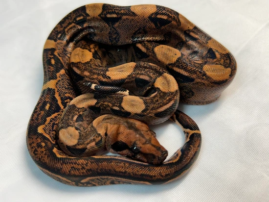 Blood Het Albino (Sharp) Boa Constrictor by MintBoas