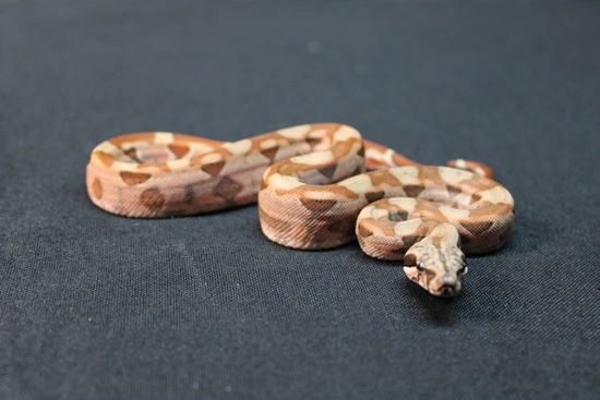 Aztec Hypo Het Albino (Sharp) Red Pastel Boa Constrictor by MintBoas
