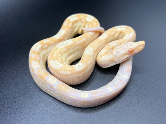 Aztec Albino Sharp) Boa Constrictor by MintBoas