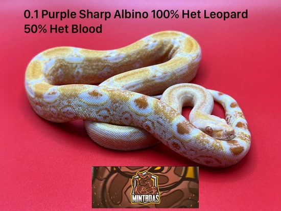 Purple Sharp Albino 100% Het Leopard 50% Het Blood Boa Constrictor by ...
