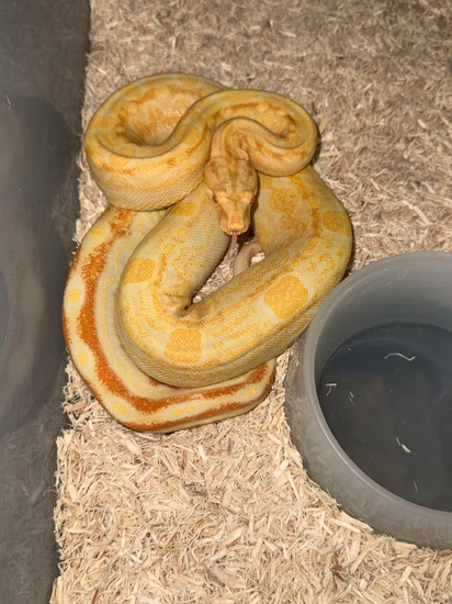 Purple Sharp Albino Keltic Boa Constrictor by MintBoas
