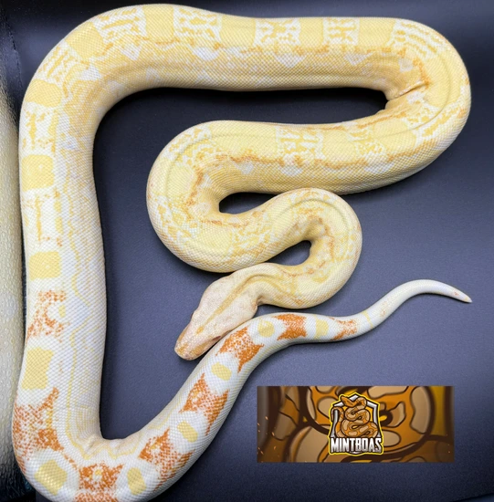 Albino (Sharp) Keltic Boa Constrictor by MintBoas