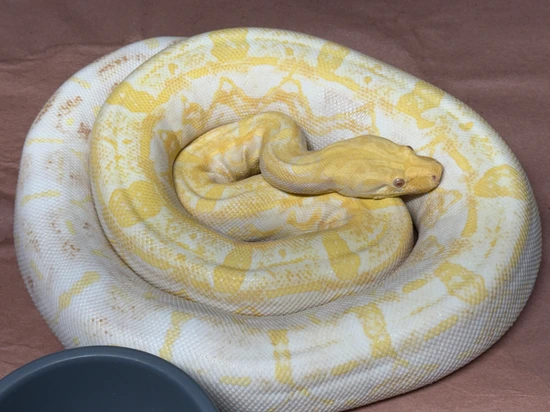 Sharp Albino INCA Boa Constrictor by MintBoas