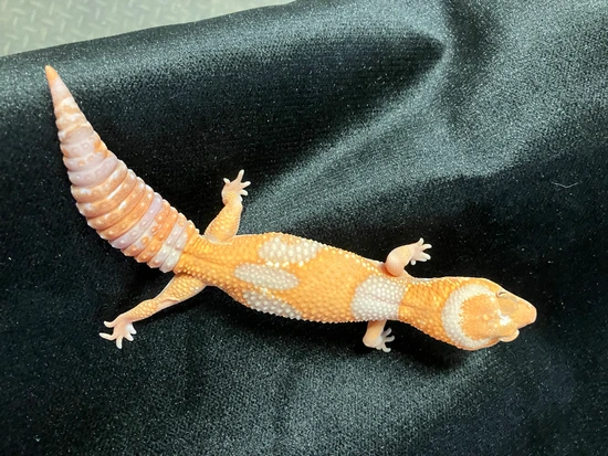 Aberrant Tangerine Albino (Amelanistic) African Fat-tailed Gecko ...