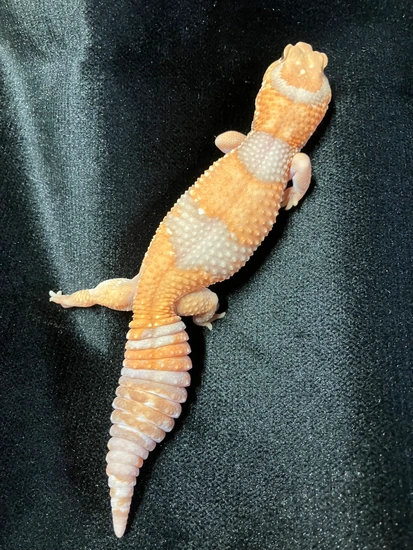 Tangerine Albino (Amelanistic) African Fat-tailed Gecko African Fat ...