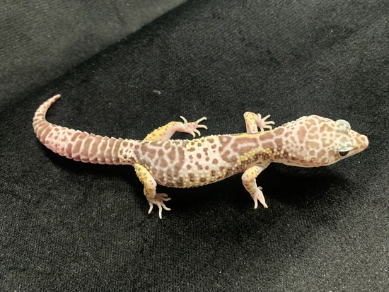 Male West Indian Leopard Gecko - Eublepharis Fuscus by Tim Tytle Lizards