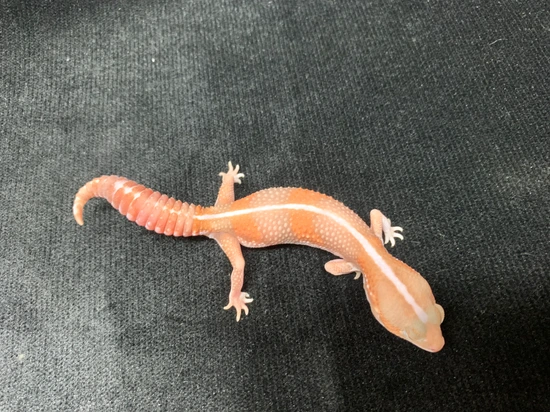 Tangerine Albino Stripe African Fat-Tailed Gecko by Tim Tytle Lizards