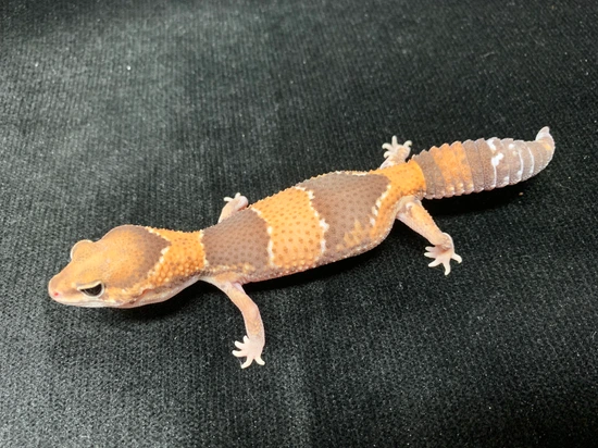 Triple Het Albino Oreo Zulu African Fat-Tailed Gecko by Tim Tytle Lizards