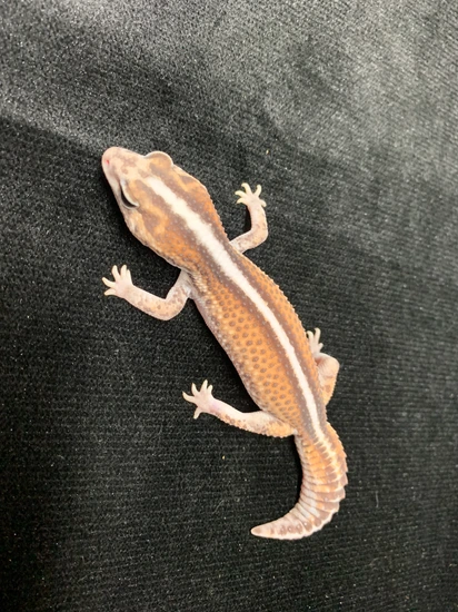Striped Patternless Het Oreo Fat Tailed Gecko African Fat-Tailed Gecko ...