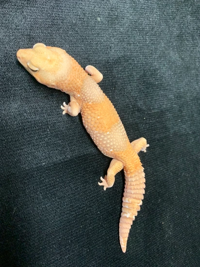 Tangerine Amelanistic African Fat-Tailed Gecko by Tim Tytle Lizards