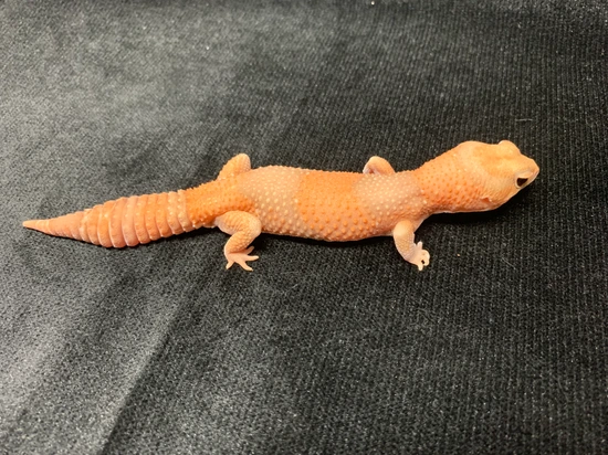 Tangerine Amelanistic African Fat-tailed Gecko African Fat-Tailed Gecko ...