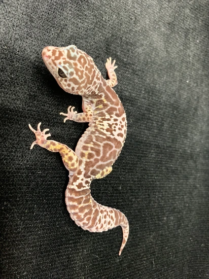 West Indian Leopard Gecko by Tim Tytle Lizards