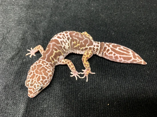 West Indian Leopard Gecko by Tim Tytle Lizards
