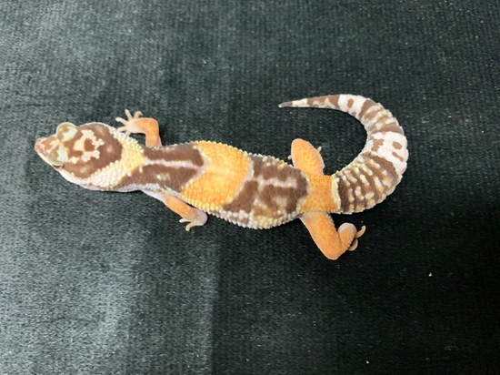 East Indian Leopard Gecko by Tim Tytle Lizards