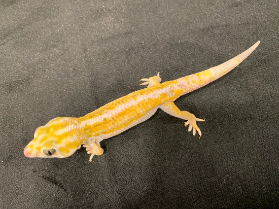 1.1 Giant Frog-eyed Geckos More Gecko by Tim Tytle Lizards