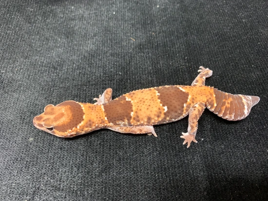 Normal African Fat-tailed Gecko African Fat-Tailed Gecko by Tim Tytle ...