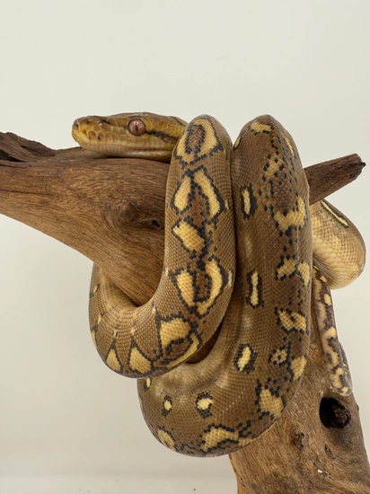 Phantom Het Albino Reticulated Python by Titan Retics